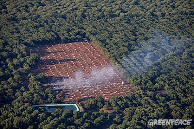 TU APORTE ES NECESARIO ACTÚA, ¡ES EL MOMENTO!: Tala inmoderada en méxico